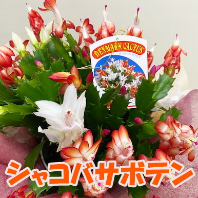 楽天市場】シャコバサボテン ホワイトの通販 楽天市場】シャコバサボテン ホワイトの通販