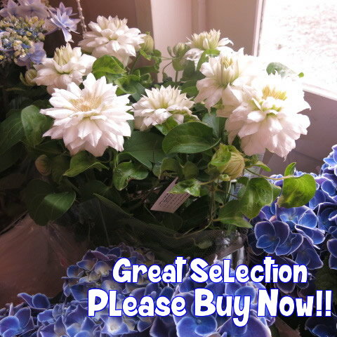 母の日　鉢植え　プレゼント　クレマチス 八重のお花がバラのようなクレマチス、 エジンバラ系♪ お庭で簡単に毎年咲く植物です。　 お庭でお花を育てるのが 大好きなお母さんニッコリ 可愛いクレマチスです。 母の日プレゼント、母の日の贈り物などに...