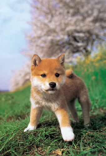 お支払い方法・送料・配送についてラッピングご希望の方はコチラっ!!予約販売商品についてジグソーパズル　108ラージピース　ぼく、しばいぬ!　26x38cm　01-2071柴犬は、日本原産の日本犬の一種。オスは体高38-41cm、メスは35-...