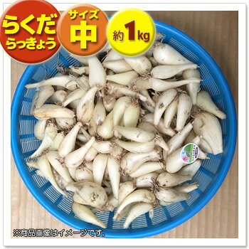 パリパリのらっきょうです。 おいしいです。 ※写真はイメージです※ ※「らくだらっきょう」より「玉らっきょう」の方が小さ目となります。形は不揃いです※ ※入荷次第、商品発送させていただきます。※ ※時期的に芽が出ています※