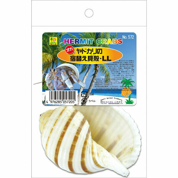 ▼まとめ買いがおすすめ！ 3個セット（必見） 6個セット（特売） 12個セット（格安） オカヤドカリ自身は、脱皮を繰り返して成長しますが、名前の由来通り、借り物貝殻は成長しません。そこで、体が大きくなって貝が狭くなると、引越し(貝殻を変える...
