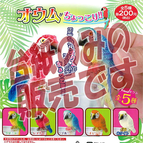 ■ディスプレイ台紙とはガチャガチャの機械に入れる販促用の台紙です。　通常では入手する事が出来ないディスプレイ台紙も一緒にコレクションしてください！※こちらの商品はディスプレイ台紙のみの販売です。　商品本体は付属致しません。　カプセル販売機で...