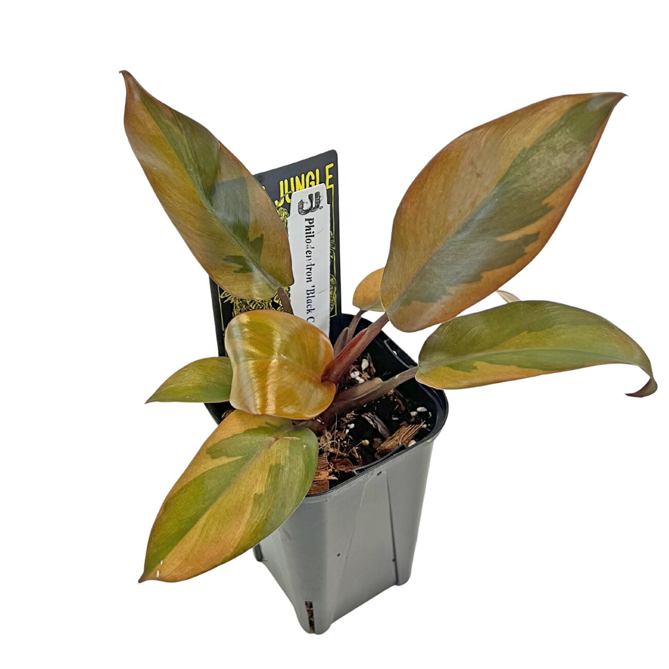 【現品販売/商品画像の個体を発送いたします】Urban JunglePhilodendron erubescens Black Cardinal Variegatedサトイモ科フィロデンドロン属耐寒性：13度以上をキープ耐暑性：暑さに強い。...