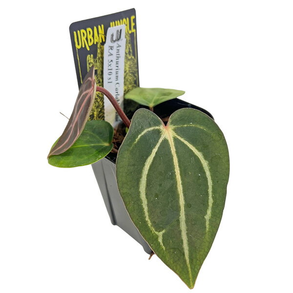Urban JungleAnthurium carlablackiae RA 5×10 S1(5世代目×10世代目の交配種)サトイモ科/アンスリウム属耐寒性：5度以上をキープ耐暑性：暑さに強い。20〜27℃位が最適温度です。置き場所：直射日...