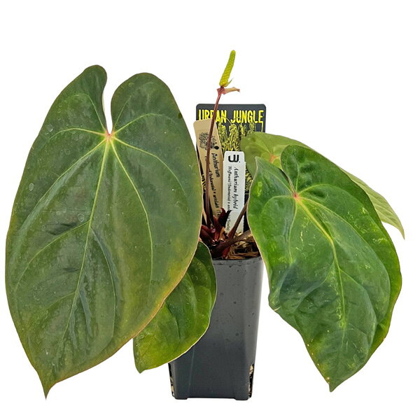 Urban Jungle Anthurium hybrit hoffmanii x antolakiiサトイモ科アンスリウム属耐寒性：10度以上をキープ耐暑性：暑さに強い。20〜27℃位が最適温度です。置き場所：直射日光を避けた明るい場所サ...