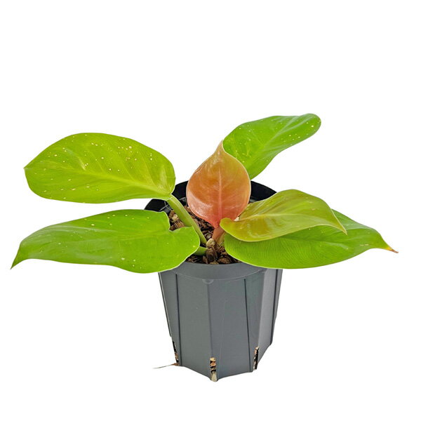【フィロデンドロン メリノニーゴールド】 Philodendron Melinonii Gold サトイモ科フィロデンドロン属耐寒性：寒さに弱い。10度以上をキープ耐暑性：暑さに強い。20〜27℃位が最適温度です。日照：耐陰性はありますが、...