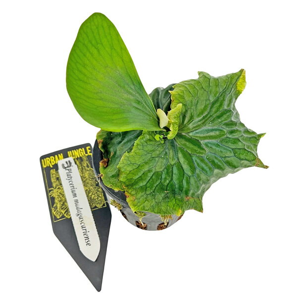 Urban Jungle Platycerium madagascariense ウラボシ科ビカクシダ属耐寒性：10度以上をキープ耐暑性：生育適温は20〜30℃置き場所：明るい半日陰を好むサイズ　全長：約 18cm横幅：約 14cm 奥行：...