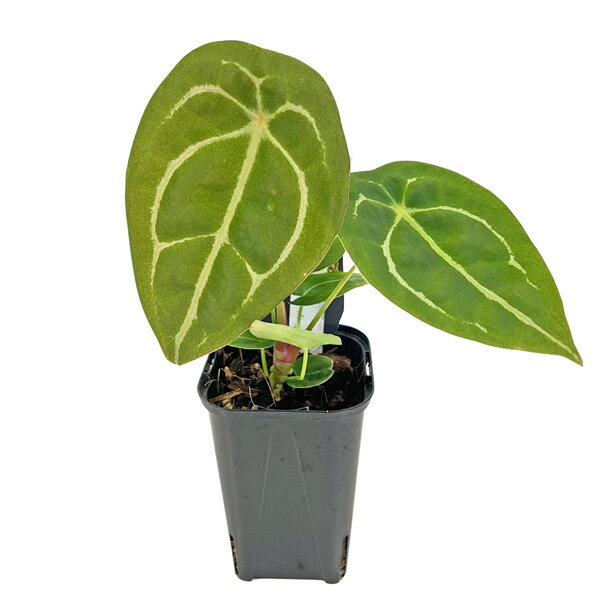 Urban Jungle Anthurium forgetii (F1)サトイモ科アンスリウム属耐寒性：10度以上をキープ耐暑性：暑さに強い。20〜27℃位が最適温度です。置き場所：直射日光を避けた明るい場所サイズ　横幅：約28cm 全長：...