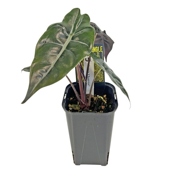 Urban Jungle Alocasia × chantrieriクプレア(A.cuprea)とサンデリアナ(A.sanderiana)の交配によって生まれた園芸品種です。サトイモ科アロカシア属耐寒性：15度以上をキープ耐暑性：暑さに強い...