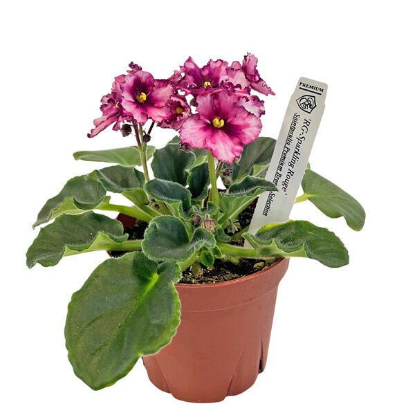 【セントポーリア/スパークリングルージュ】 生産農場でサターンから誕生した変異種を選抜したセントポーリアです。耐陰性があり、室内でもお花が楽しめ、昔から愛されている観葉植物です。葉は多肉質な質感でとてもかわいいです。イワタバコ科/ストレプト...