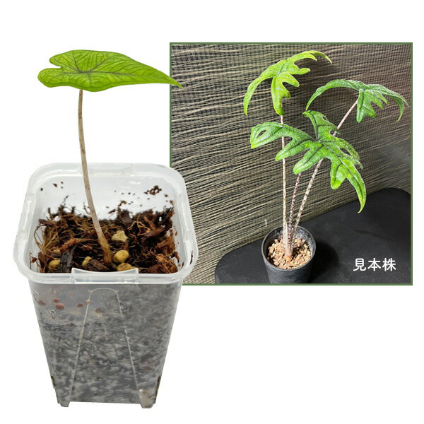 【アロカシア ジャックリン】学　名：Alocasia tandurusa 流通名：Alocasia Jacklyn サトイモ科/アロカシア属耐寒性：15度まで。耐暑性：暑さに強い。20〜30℃位が最適温度です。置き場所：直射日光を避けた明る...