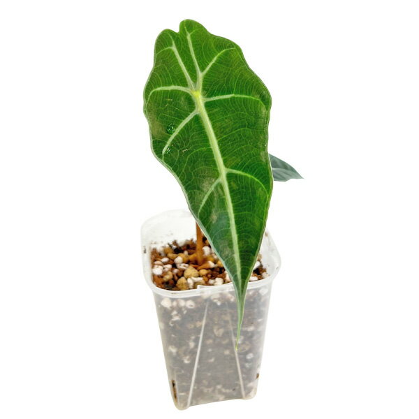【アロカシア/アマゾニカ】Alocasia × amazonicaサトイモ科/アロカシア属耐寒性：15度まで。耐暑性：暑さに強い。20〜30℃位が最適温度です。置き場所：直射日光を避けた明るい場所サイズ　　※撮影時全長：約23cm 横幅：約...