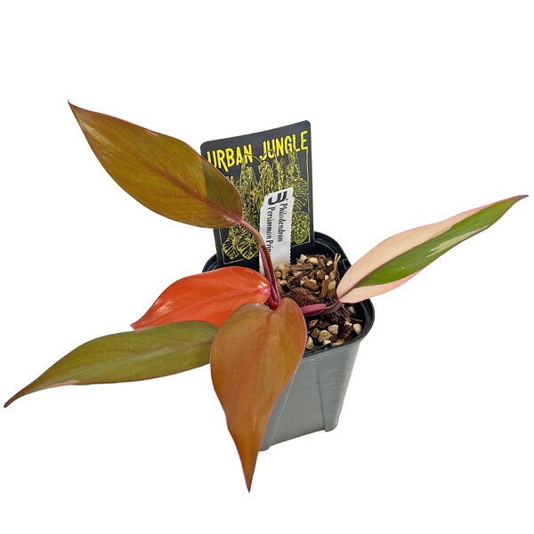 Urban Jungle Philodendron Persimon Princessサトイモ科フィロデンドロン属耐寒性：12度以上をキープ耐暑性：暑さに強い。20〜27℃位が最適温度です。置き場所：直射日光を避けた明るい場所サイズ　横幅：...