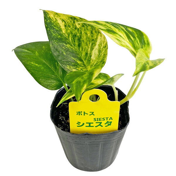 Epipremnum aureum Siestaエピプレムヌム アウレウム シエスタゴールデンポトスの枝変わり品種です。英名： Pothosサトイモ科エピプレムヌム属耐寒性：5度以上をキープ耐暑性：暑さに強い。20〜27℃位が最適温度です。...
