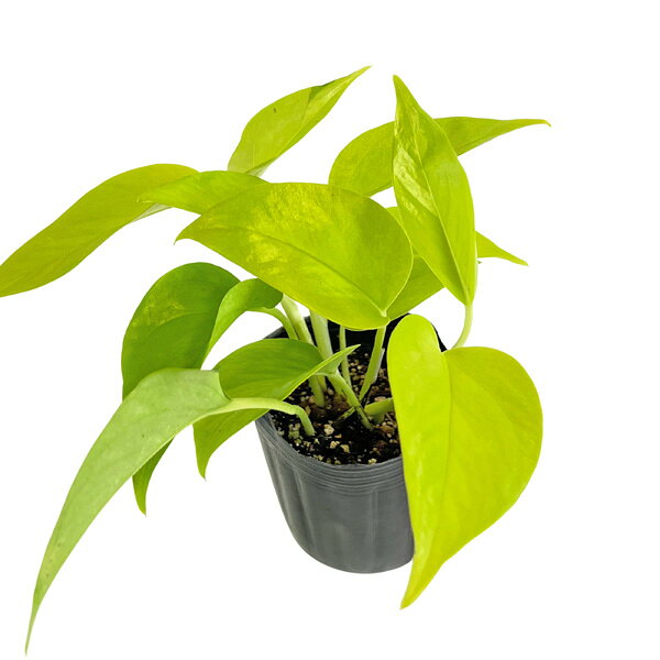 Epipremnum aureum Limeエピプレムヌム アウレウム ライム英名： Pothosサトイモ科エピプレムヌム属耐寒性：5度以上をキープ耐暑性：暑さに強い。20〜27℃位が最適温度です。置き場所：直射日光を避けた明るい場所サイズ...