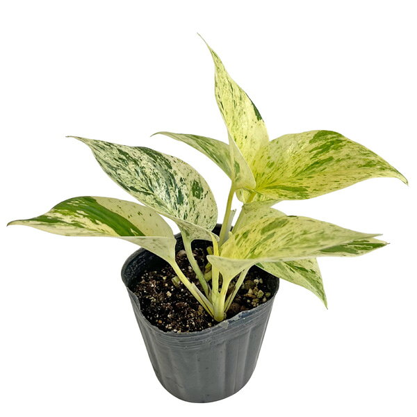 Epipremnum aureum Marble Queenエピプレムヌム アウレウム マーブルクイーン英名： Pothosサトイモ科エピプレムヌム属耐寒性：5度以上をキープ耐暑性：暑さに強い。20〜27℃位が最適温度です。置き場所：直射日...