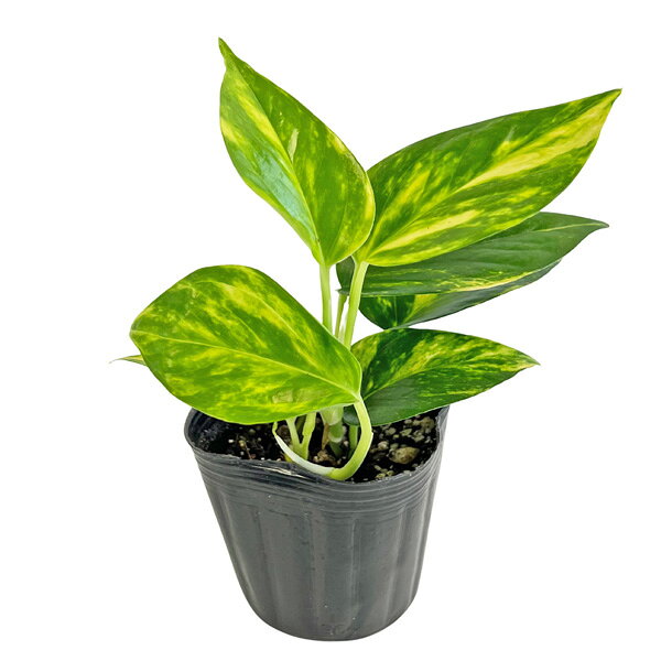 Epipremnum aureum Golden Pothosエピプレムヌム アウレウム ゴールデンポトス和名：黄金葛（オウゴンカズラ）サトイモ科エピプレムヌム属耐寒性：5度以上をキープ耐暑性：暑さに強い。20〜27℃位が最適温度です。置き...