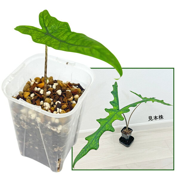 Alocasia Sabrinaアロカシア サブリナ (ナロージャックリン)サトイモ科アロカシア属耐寒性：5度以上をキープ耐暑性：暑さに強い。20〜27℃位が最適温度です。置き場所：直射日光を避けた明るい場所サイズ　全長：約16cm横幅：約...