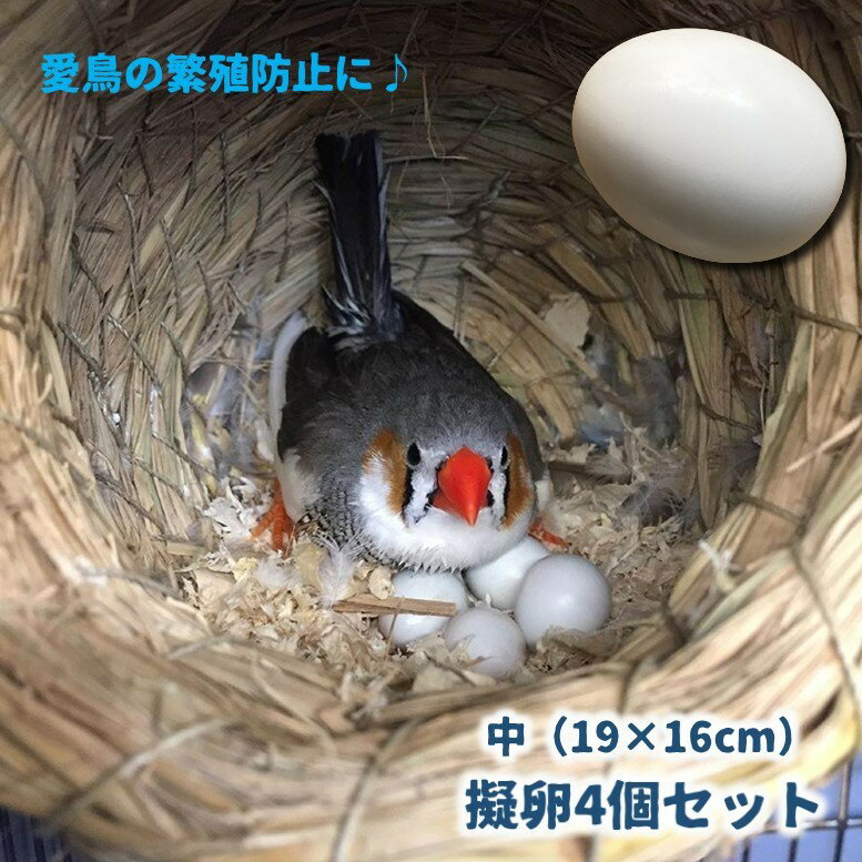 中型のオカメインコなどの偽卵4個セットです。寿命を削るといわれる無精卵を生む抑制に◎ 【サイズについて】画像をご参照下さい。 【カラーについて】生産ロットにより柄の出方や色の濃淡が異なる場合がございます。お使いのモニターや撮影時の光の加減な...