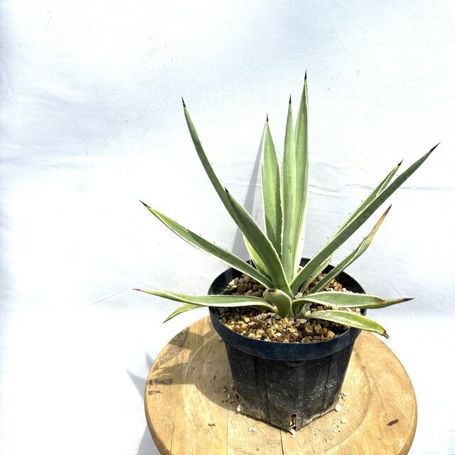 詳細情報 商品 (現品) アガベ 白閃光 (No.62316) (観葉植物 おしゃれ 室内 インテリア 壁掛け ミニ 小型 大型 多肉植物 Agave angstifolia アングスティフォリア) 学名 Agave angstifolia...