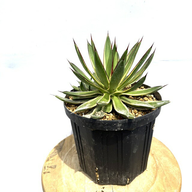 詳細情報 商品 (現品) アガベ チタノタ バーントバーガンディー 斑入り (No.62662) (観葉植物 おしゃれ インテリア 吊り下げ 壁掛け ミニ 小型 大型 室内 多肉植物 Agave burnt burgundy variega...