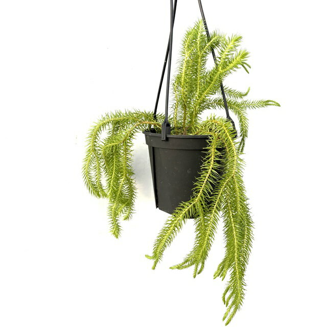 詳細情報 商品 (現品) フペルジア スクアローサ ニューギニア (No.62434) (観葉植物 おしゃれ 壁掛け インテリア 大型 吊り下げ 室内 リコポディウム ヒカゲノカズラ Huperzia squarrosa new guine...