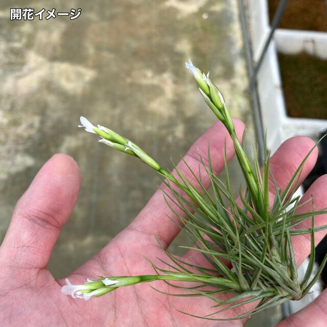 詳細情報 商品 チランジア パルドイ (エアープランツ ティランジア 観葉植物 おしゃれ 壁掛け インテリア ミニ 小型 吊り下げ 室内 pardoi) 1株 学名 Tillandsia pardoi 科名 ブロメリア科 (Bromelia...