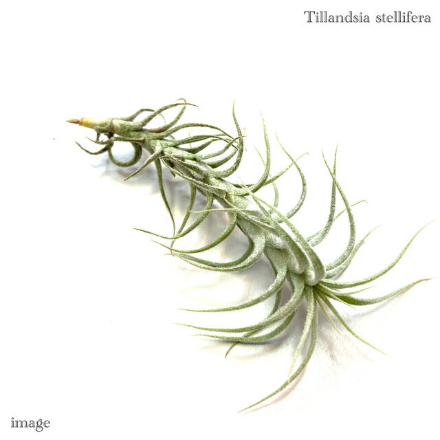 詳細情報 商品 チランジア ステリフェラ (エアープランツ ティランジア 観葉植物 おしゃれ 壁掛け インテリア ミニ 小型 吊り下げ 室内 stellifera) 1株 タイプ 銀葉種 学名 Tillandsia stellifera 科...
