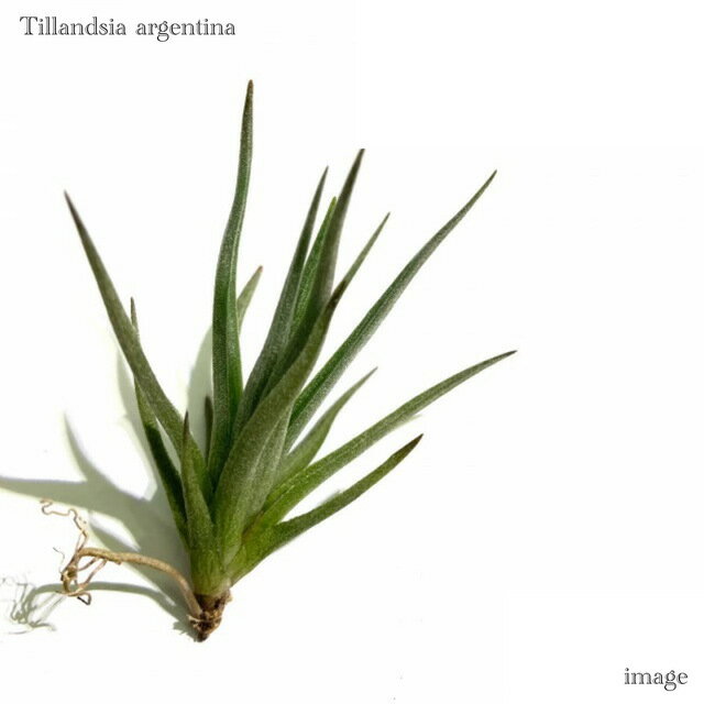 詳細情報 商品 チランジア アルゲンティナ (エアープランツ ティランジア 観葉植物 おしゃれ 壁掛け インテリア ミニ 小型 吊り下げ 室内 アルゼンチナ argentina) 1株 タイプ 銀葉種 学名 Tillandsia argen...