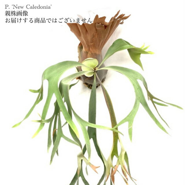 詳細情報 商品 (現品) ビカクシダ 'ニューカレドニア' (pup) (No.40843) (コウモリラン 観葉植物 おしゃれ インテリア 吊り下げ 壁掛け ミニ 小型 大型 室内 Platycerium 'New Caledonia')...