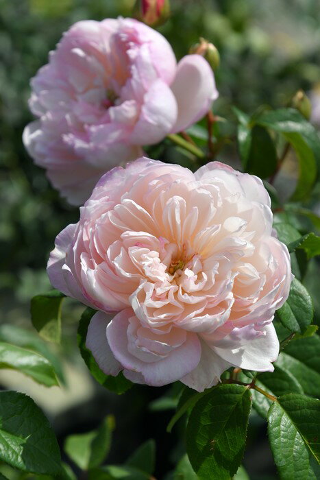 販売開始予定：【1月前半】 販売開始時期は天候や入荷状況により前後する場合もございます。 こちらの商品は2025年度の冬季大苗です。 今年の大苗販売は、圃場から掘り上げ、または入荷次第の順次販売を開始いたします。 一部品種を除き、秋から冬に...