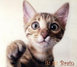 &nbsp;JAN&nbsp;4943674096886&nbsp;品　番&nbsp;WPCS12371&nbsp;出　演&nbsp;ヒュー ・ウルフ／セントポール室内管弦楽団／シプリアン・カツァリス／Janosch Laura／フランツ・...