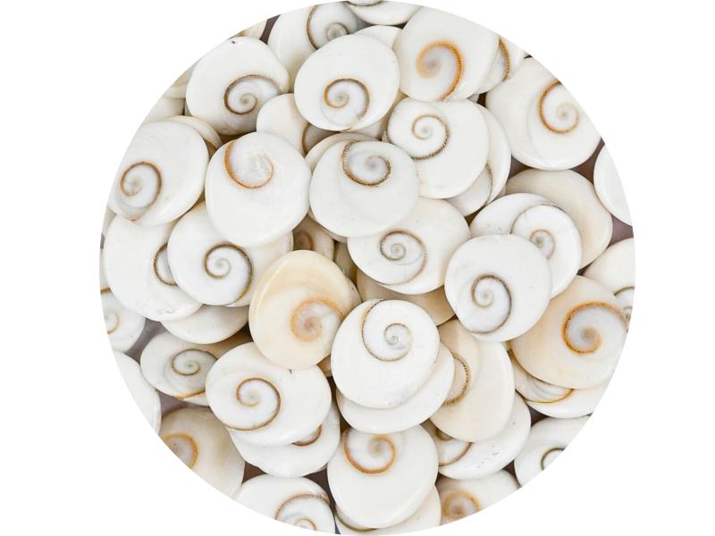 Gomati チャクラ オリジナル リバーストーン - 11ピース Gomti Chakra オリジナル Gomathi River Dwarka💎 天然 - これらのゴマティ/ゴムティ/ゴマティチャクラは、本物のオリジナル...