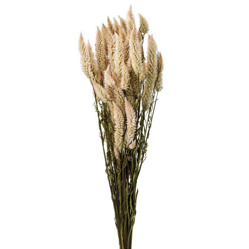 東京堂(Tokyodo) ドライフラワー シャロン 約L40～50cm 40g入 DN000031-002色名:ソフトピンク素材:天然素材サイズ:約L40～50cm