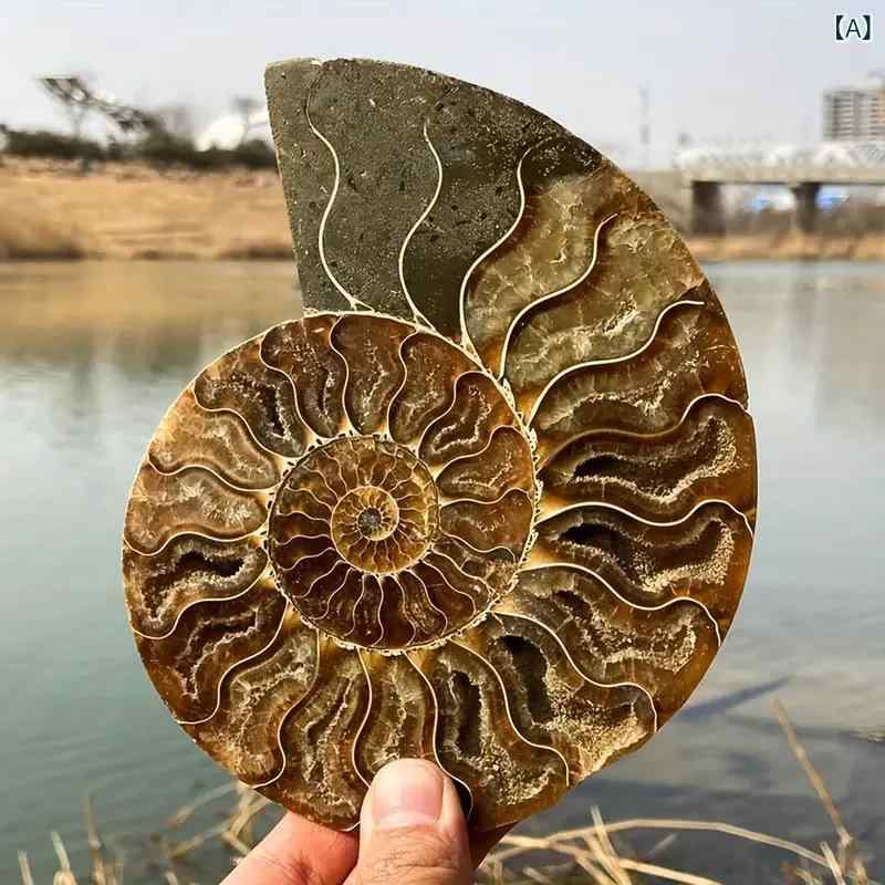 国境を 越えて 人気の 天然 海洋 動物 化石 菊 石 螺 化石古 生物 鉱石 標本 児童 科学 普及 原石材料: 天然の原石ブランド: 劉秀麗水晶加工工場カテゴリー: 装飾品梱包: PP袋に個包装特許取得済みの供給源かどうか: いいえ純度...
