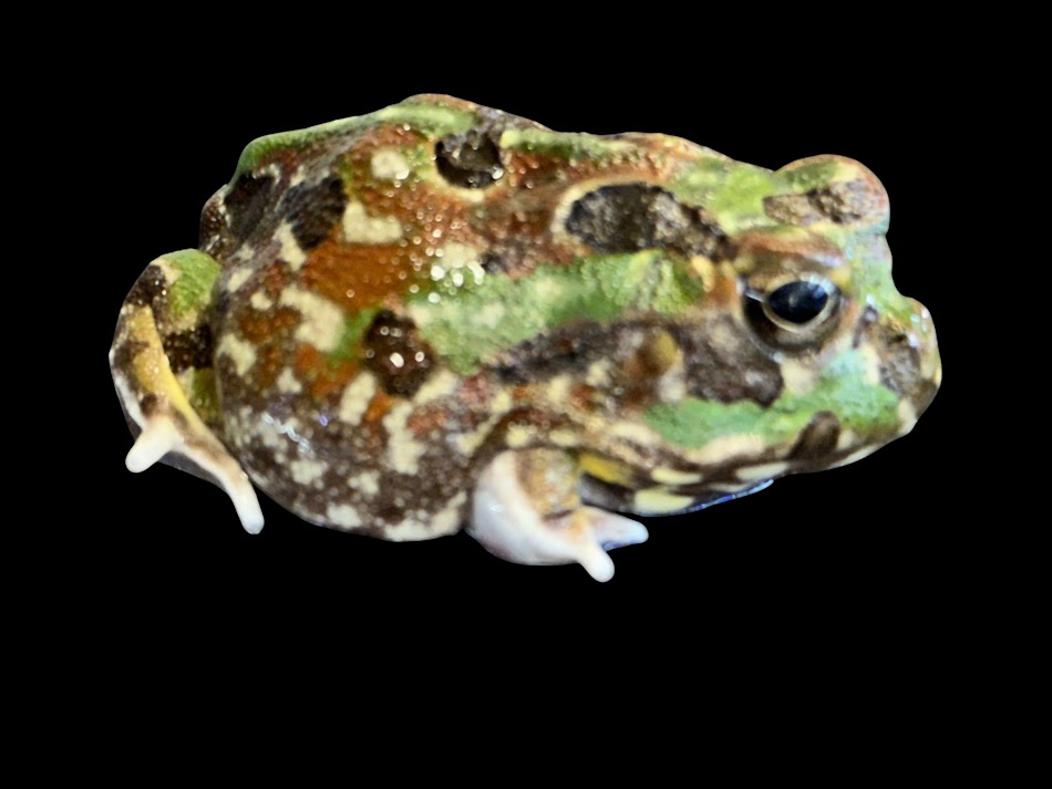 チャコガエル1匹　パラグアイCB　メス 画像の個体を発送致します。 餌は小赤、人工飼料を与えています。 現在のサイズは5～6cm前後です。 環境や温度、成長に伴い色が変化する場合がございます。チャコガエル1匹　パラグアイCB　メス 画像の個...
