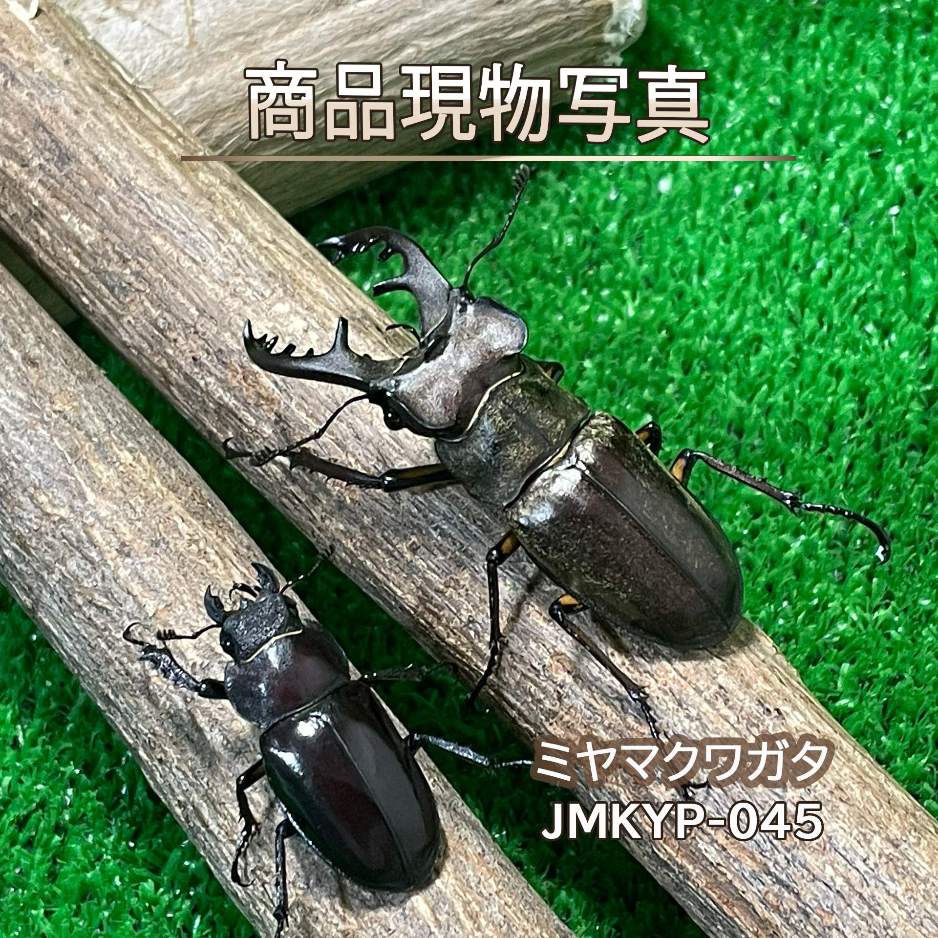 商品情報品種・親種和名：ミヤマクワガタ学名： Lucanus maculifemoratus産地： 群馬 (水上)累代：WILD (天然個体)特徴※深い山と書くだけあり、山奥の高い木にとまっていることがおおく、涼しい所を好むクワガタですので...