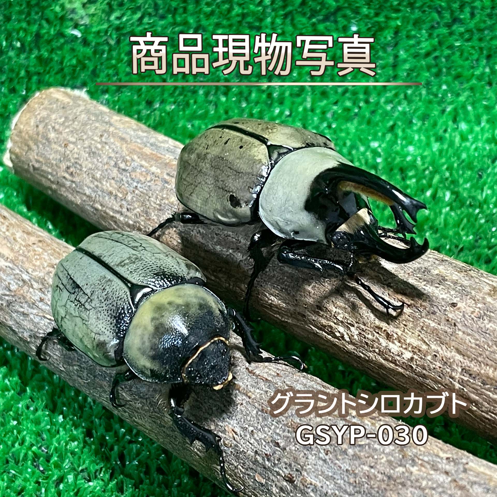 商品情報現在の個体の様子（6月30日現在）オス・メスともに先日後食が確認され、活動も活発になってきております。今後、ゼリーの摂食状況を見ながら管理を続け、順調に成熟が進めば、約1か月後にはブリード開始の目安となります。本ペアはオス・メスとも...