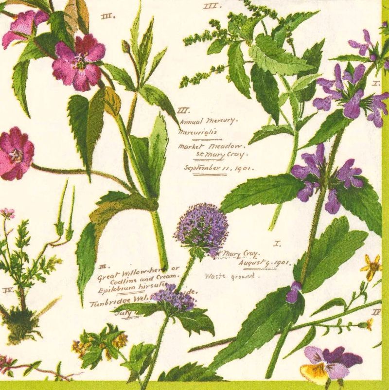 柄 ワイルド　フラワー (Royal Horticultural Society 英国王立園芸協会所蔵　柄)サイズLサイズ・330×330mm 3枚重ね入り数20枚素　材パルプ100%原産国ドイツ製(Made in Garmany)　