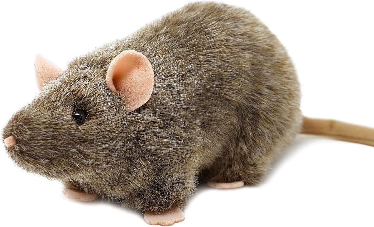 【 小さな足音で、いつもあなたのそばに 】ルーベンは、グレーの毛並みを持ったちいさなラット。 体はちっちゃいけど、好奇心はとびきり。 あなたの一日をじーっと観察して、そっと応援してくれるような存在。 ひとりで静かに過ごす時間も、 誰かと話せ...