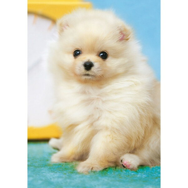 可愛いペットシリーズの108ピースジグソーパズルです。白くてフワフワ！可愛いポメラニアンの子犬のジグソーパズルです。つぶらな瞳のわんちゃんがあなたをきっと癒してくれます！全身真っ白なポメラニアンは数が少なく、わたあめにょうに甘くて可愛らしい...