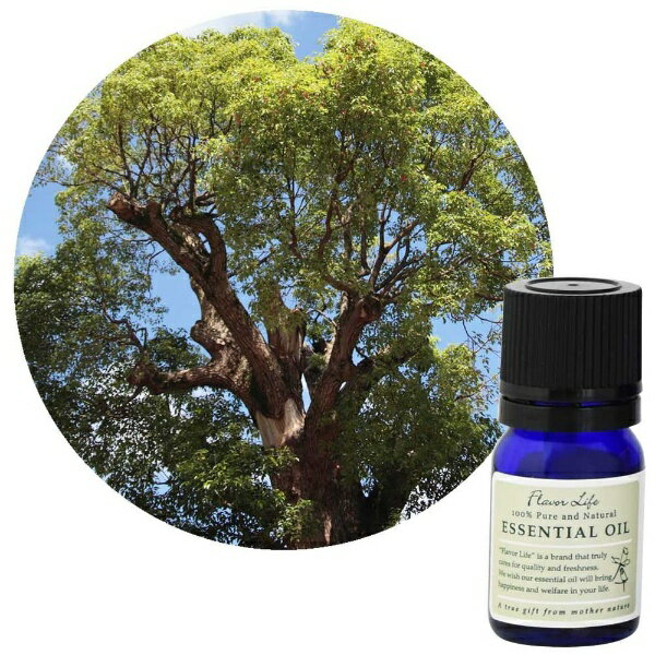 すっきりとした爽快感あふれるハーブ調の香りが特徴のラヴィンサラ。風邪の季節など、お部屋の空気を浄化してクリーンにしてくれます。また、花粉が飛ぶ時期や、季節の変わり目に、鼻がムズムズする時におすすめです。【ウッディー系】ウッディ系のスーッと澄...