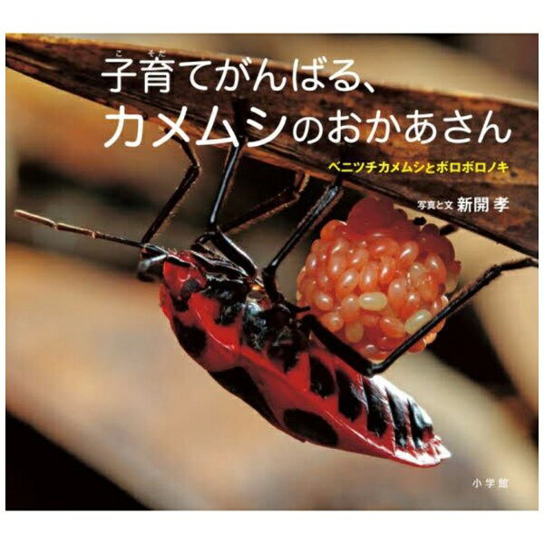 卵を守り、幼虫のために食べ物を運びます。九州と沖縄の里山に生えるボロボロノキ。細い枝が折れやすいことから、この名前がつきました。このボロボロノキの近くでは、まっ赤なカメムシの集団が見つかります。このベニツチカメムシには、不思議な習性がありま...