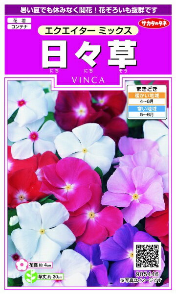暑い夏でも休みなく開花！花ぞろいも抜群です。