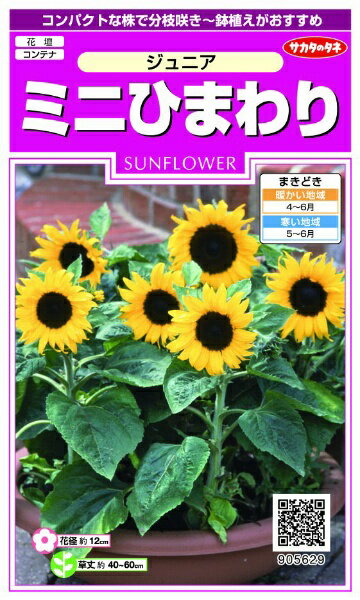 コンパクトなので鉢植えがおすすめ。