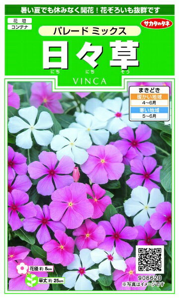 暑い夏でも休みなく開花！花ぞろいも抜群！