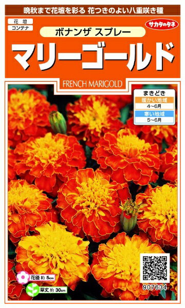 晩秋まで花壇を彩る　花つきのよい八重咲き種。