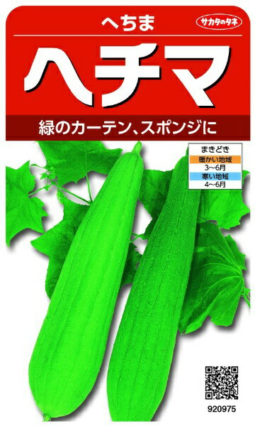 緑のカーテン、スポンジに。