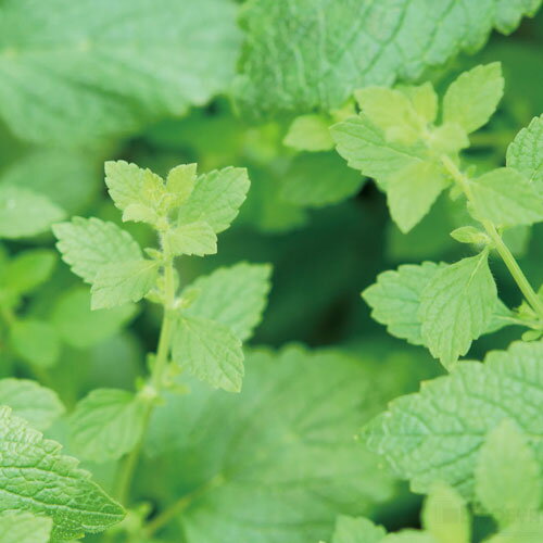 種から育てるハーブの栽培キット 1カプセル1種入り サイズ：120×200×100mm セット内容：カプセル、圧縮土、種、取扱説明書 重量：11g 材質：土、PP、種（レモンバーム） ※カプセルの色は取り混ぜです。 カプセルガーデン レモン...