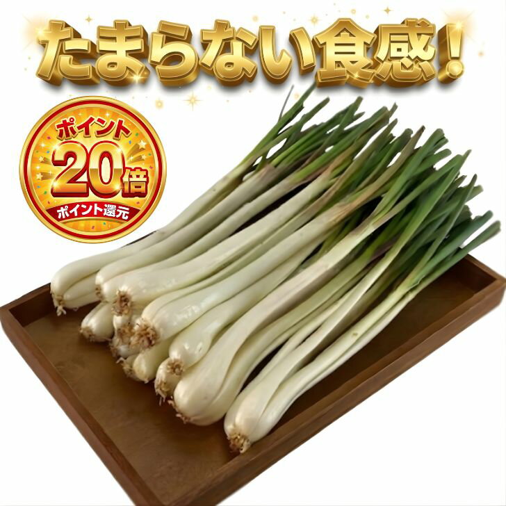 【 ポイント20倍 ！1/29 01:59まで】[ 送料無料 ] 島らっきょう 3kg 沖縄 伊江島産 鮮度抜群 注文後収穫 氷温育成 旨味成分アップ シャキシャキ おつまみ 天ぷら ギフト 贈答 土付き 20倍ポイント でお得にまとめ買い...